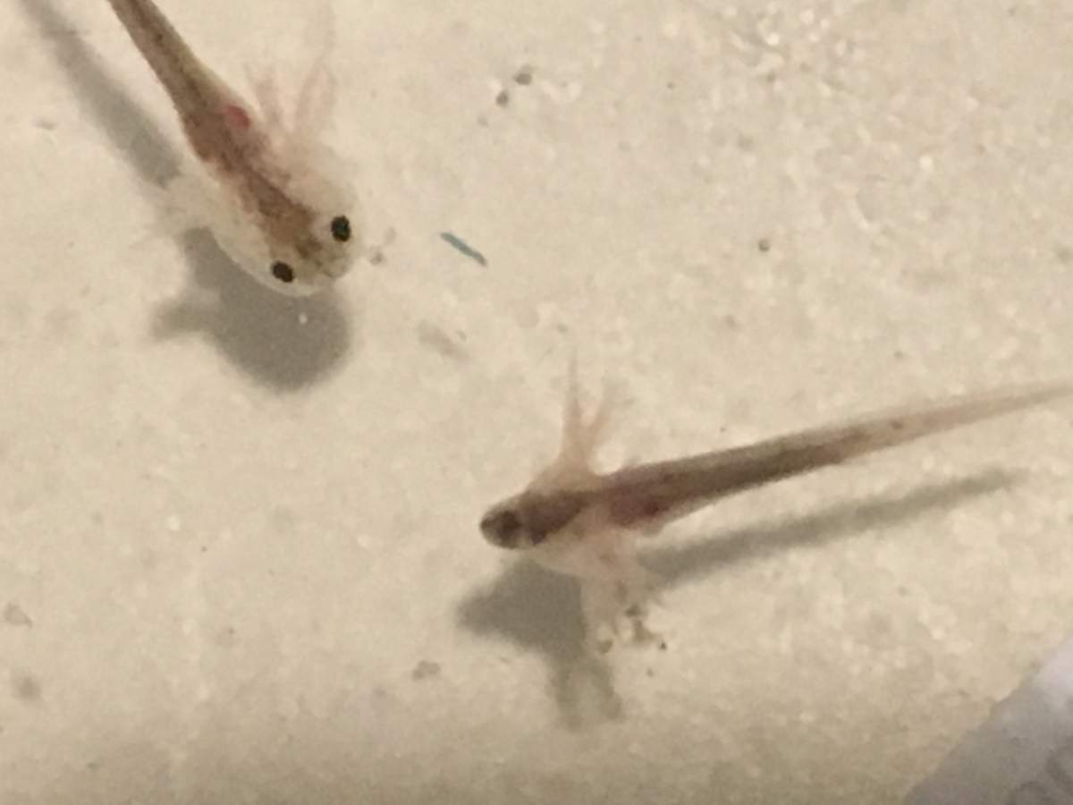 No faces and J's hatchlings | Caudata.org: Newts and Salamanders Portal