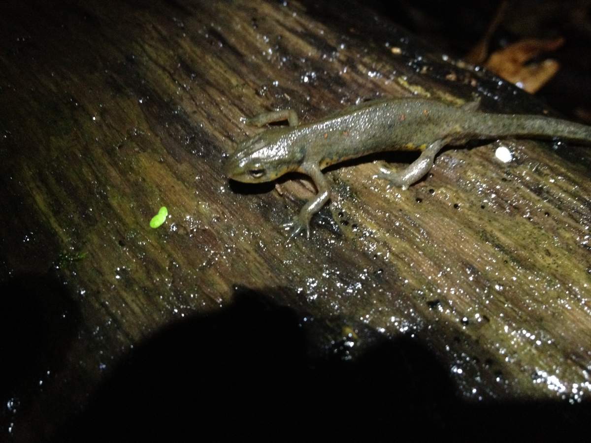Michigan Salamander migration/MI-gration | Caudata.org: Newts and ...