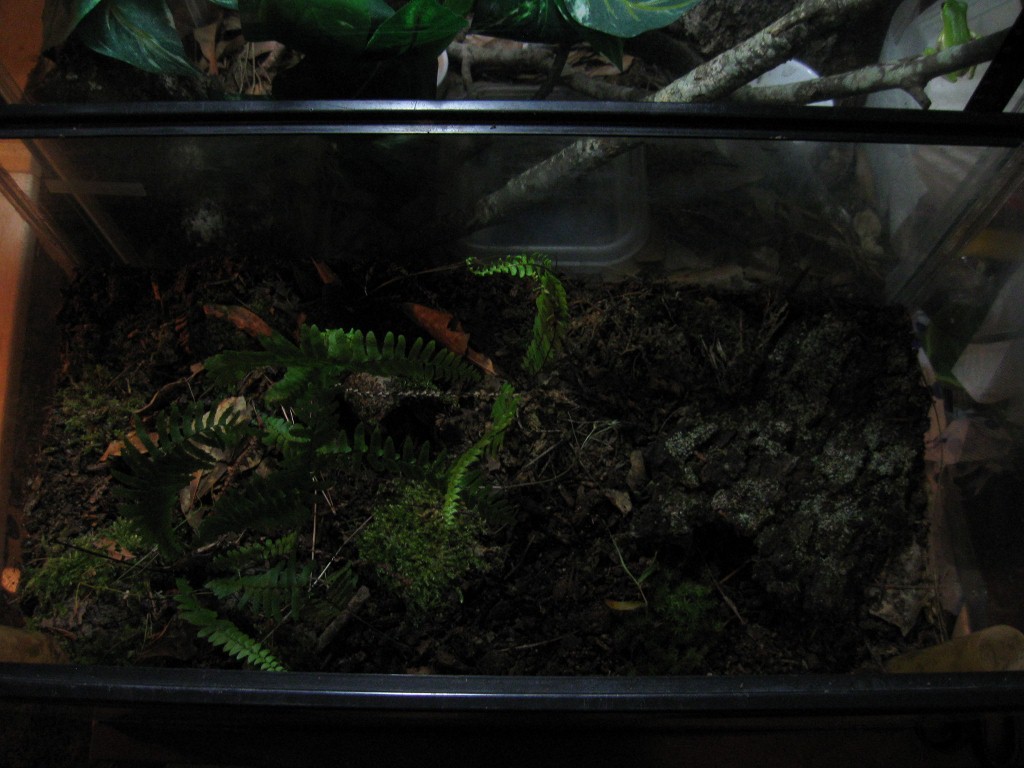 False bottom tank too dry. | Caudata.org: Newts and Salamanders Portal