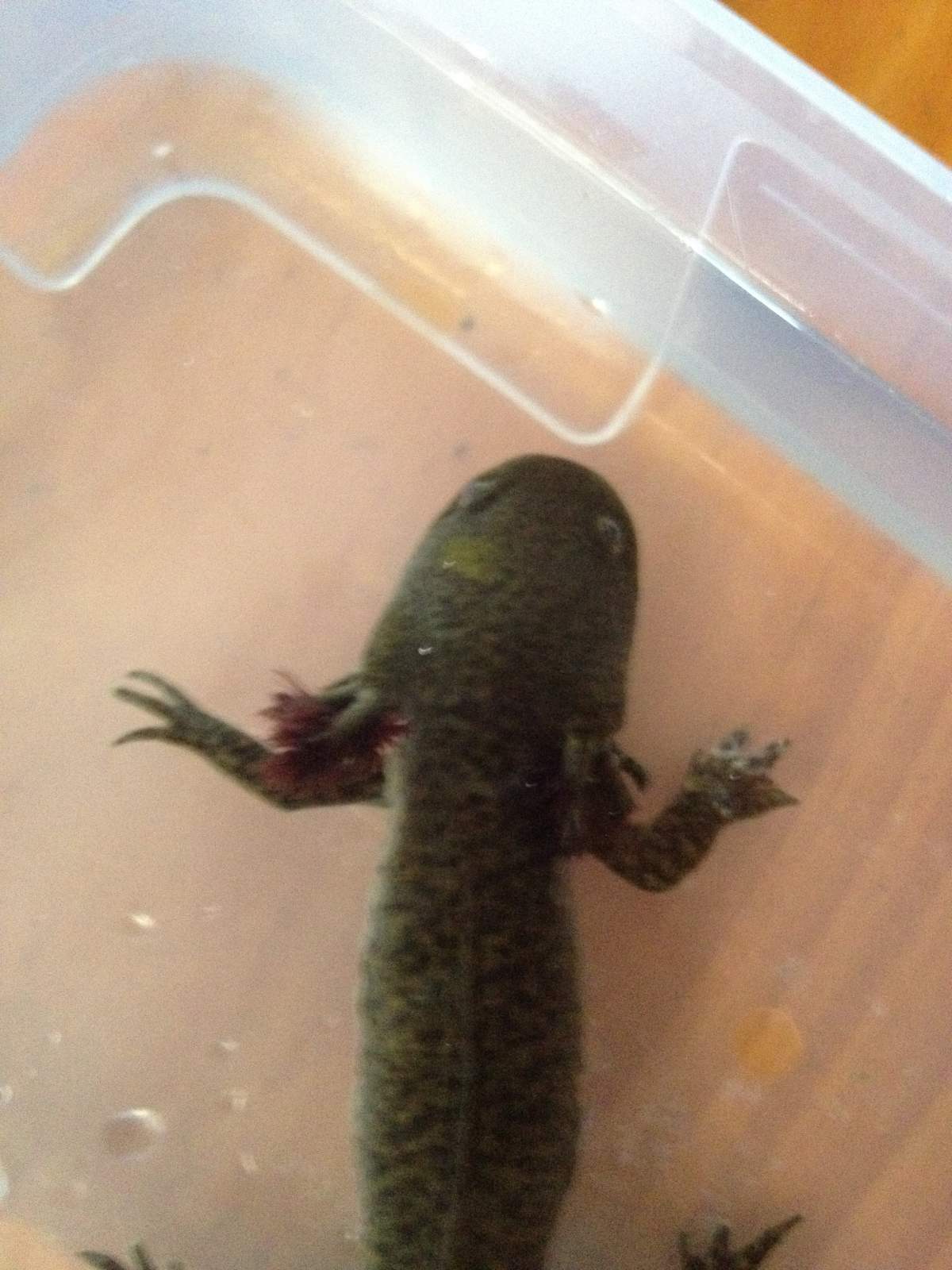 Illness/Sickness: - Swollen Leg/Fungus | Caudata.org: Newts and ...