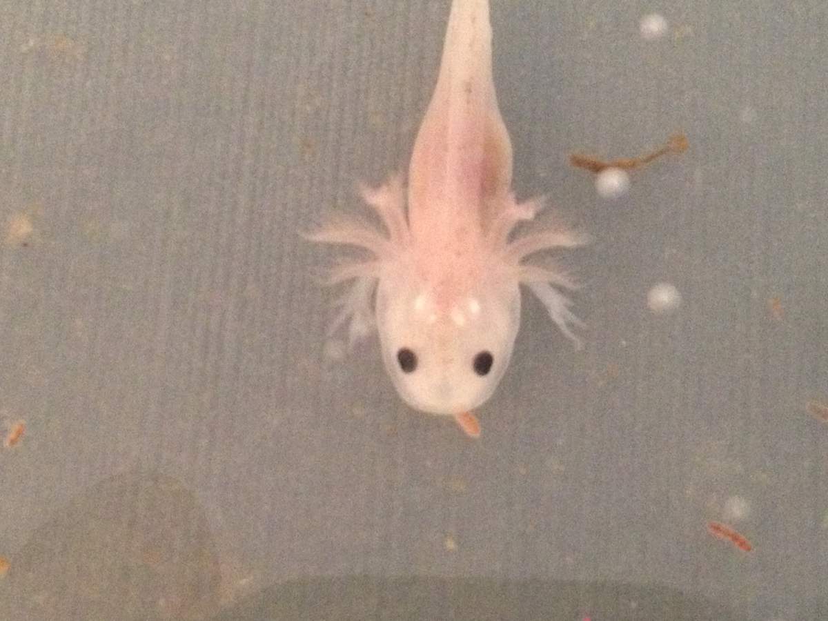 Leucistic or white melanoid? | Caudata.org: Newts and Salamanders Portal