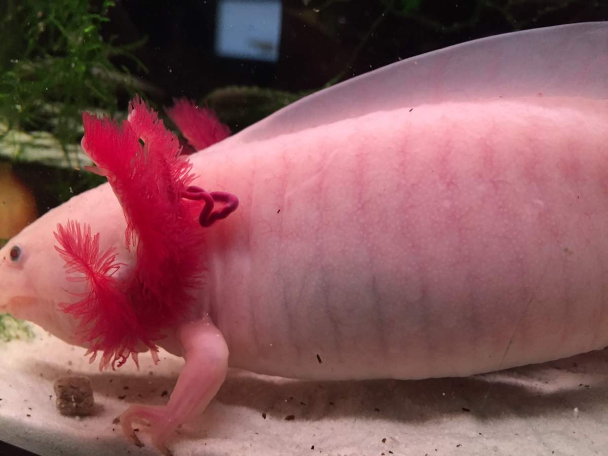 Mexican Axolotl Albino Red Feathery External Gills, 47% OFF