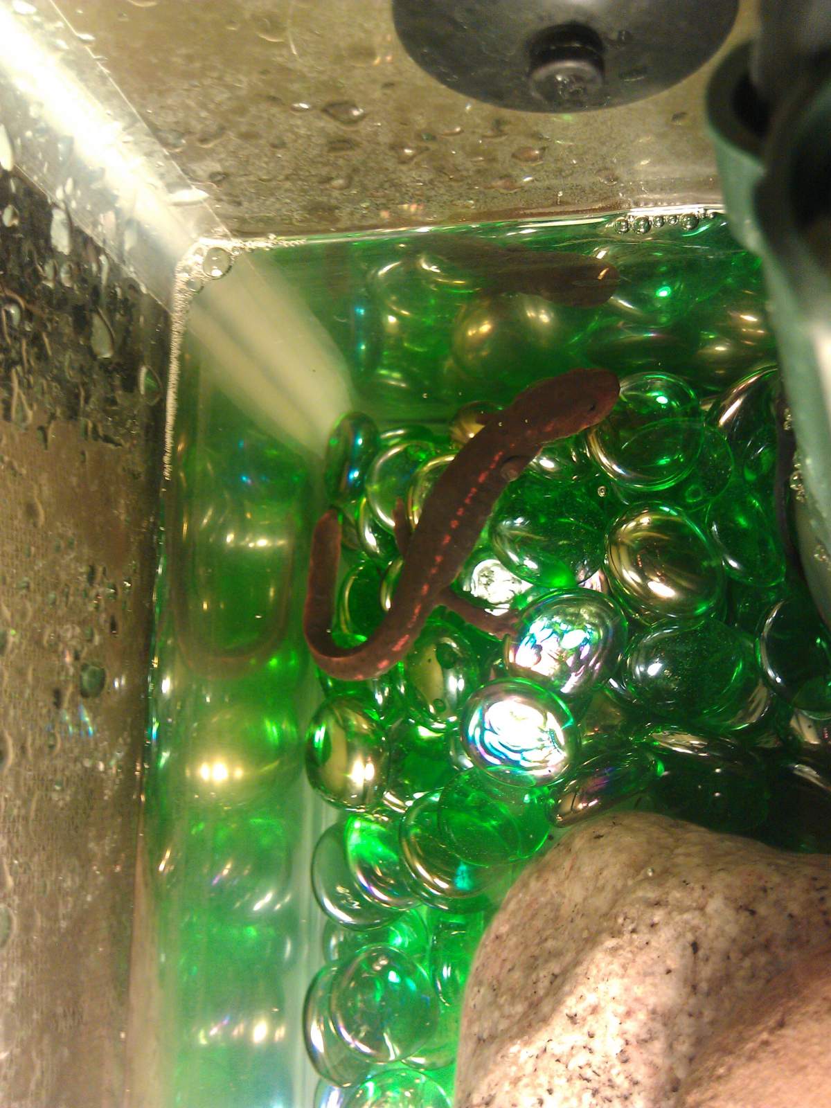 Illness/Sickness: - Sick Paddletail newt | Caudata.org: Newts and ...