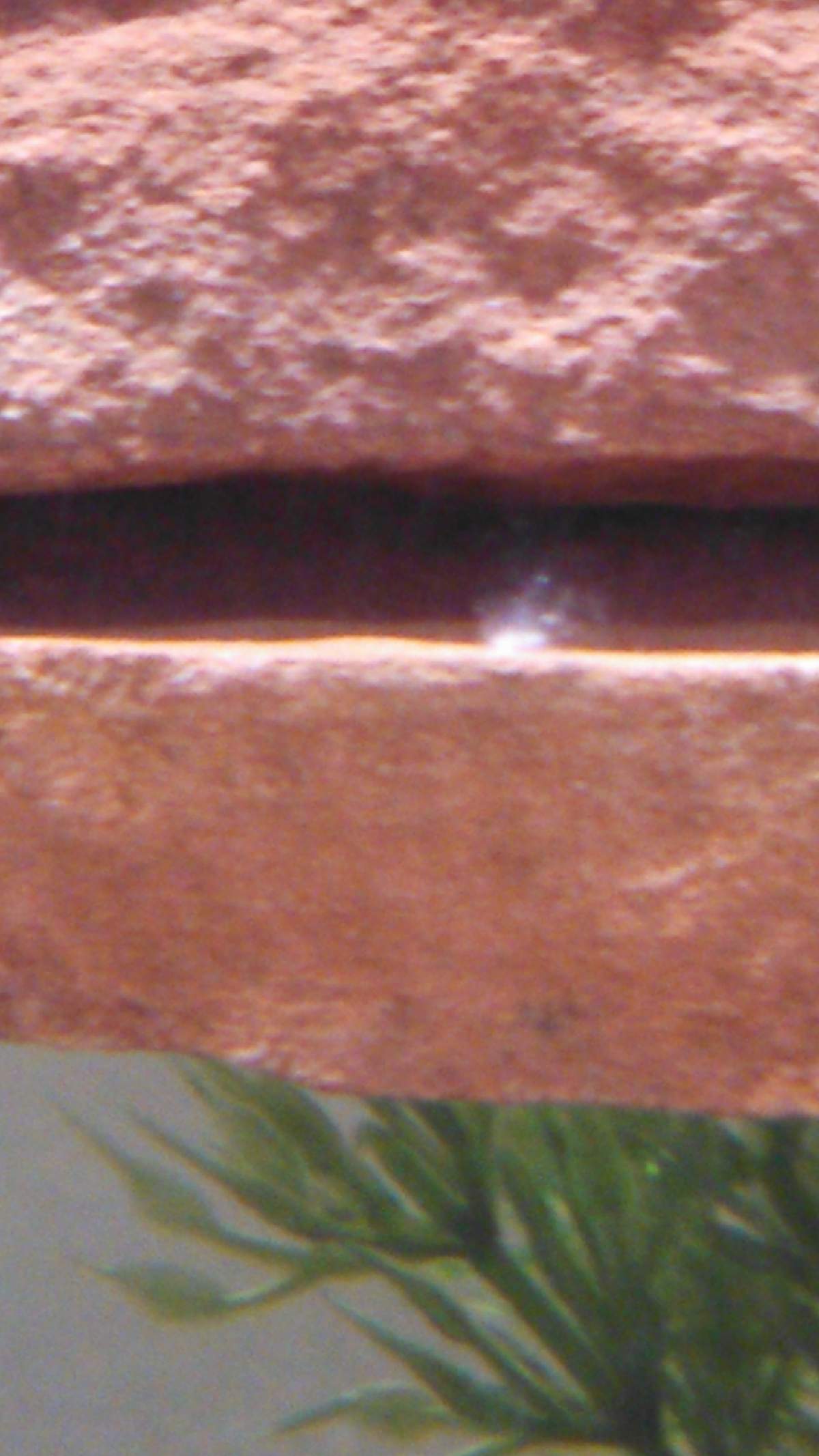 What is this? please help ( pic included) | Caudata.org: Newts and ...