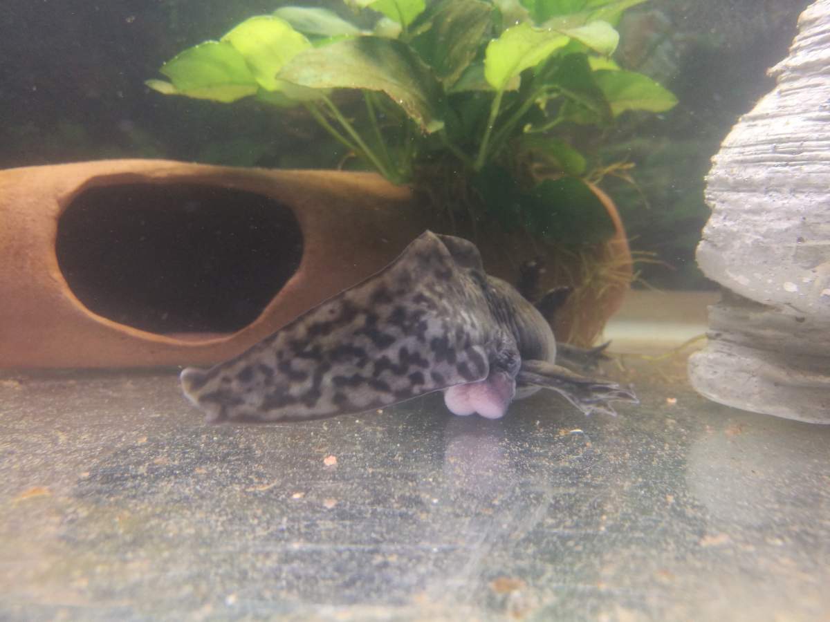 Cloaca inside out? Dwarf complications? | Caudata.org: Newts and ...