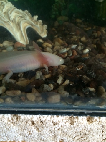 Question: - Axolotl gender? (male female) | Caudata.org: Newts and ...