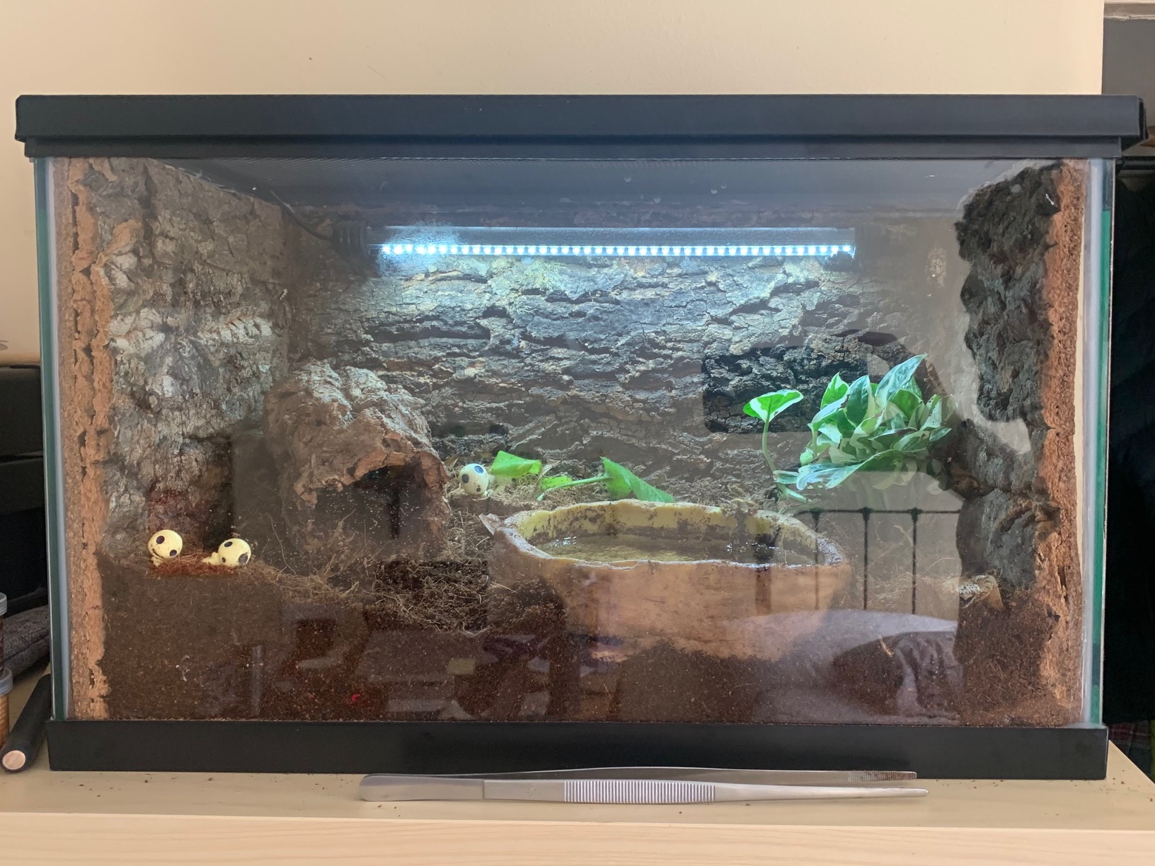 Bioactive Tiger Salamander Tank Upgrade | Caudata.org: Newts and ...