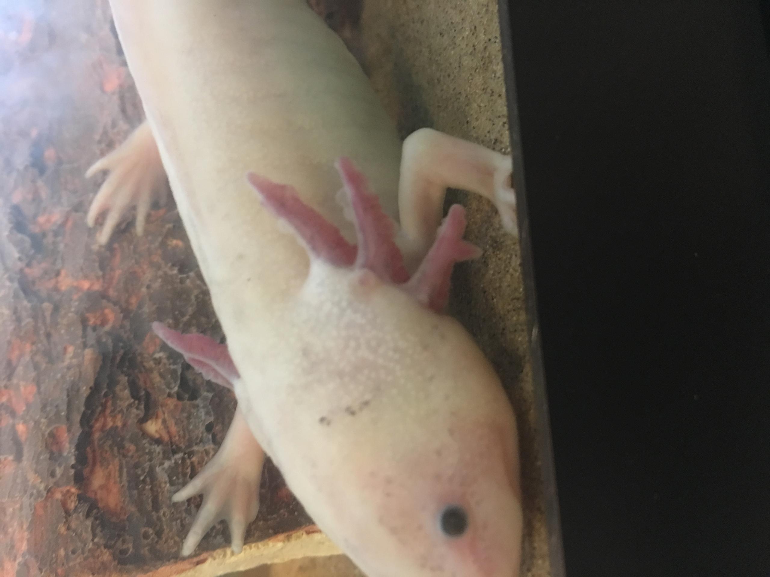 First Axolotl: Need Help with Basics and Behavior! | Page 2 | Caudata ...
