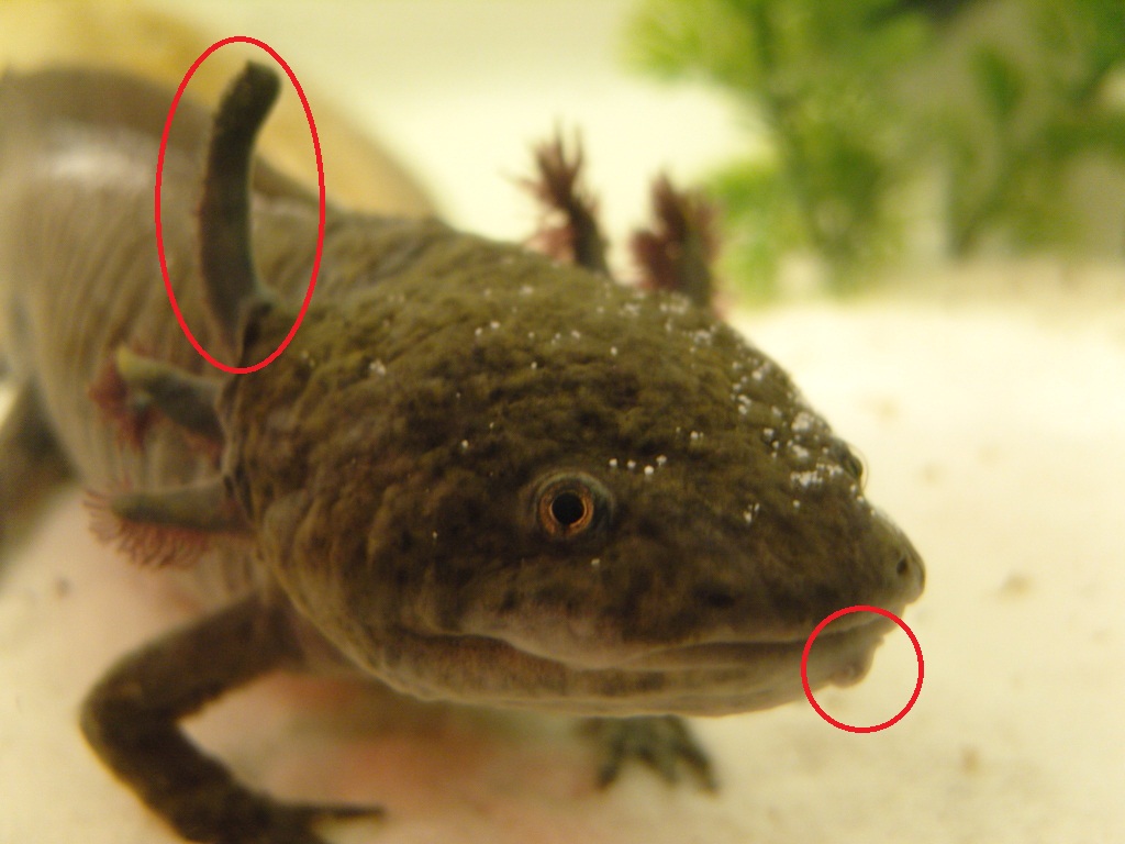 Lip-zit and frill-less gill. Xotl is ugly. | Caudata.org: Newts and ...