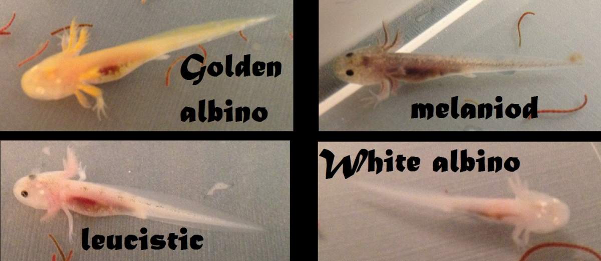 Axolotl Color Variations
