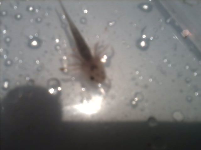 Odd Larvae Eyes? Different sizes? | Caudata.org: Newts and Salamanders ...