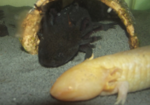 Axolotl odd gills or normal? | Caudata.org: Newts and Salamanders Portal