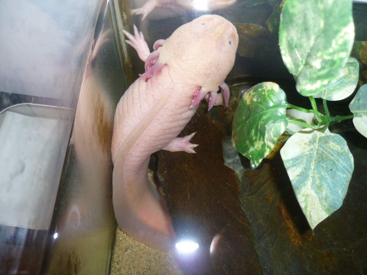 Gill Problems!! Possible Parasite? | Caudata.org: Newts and Salamanders ...