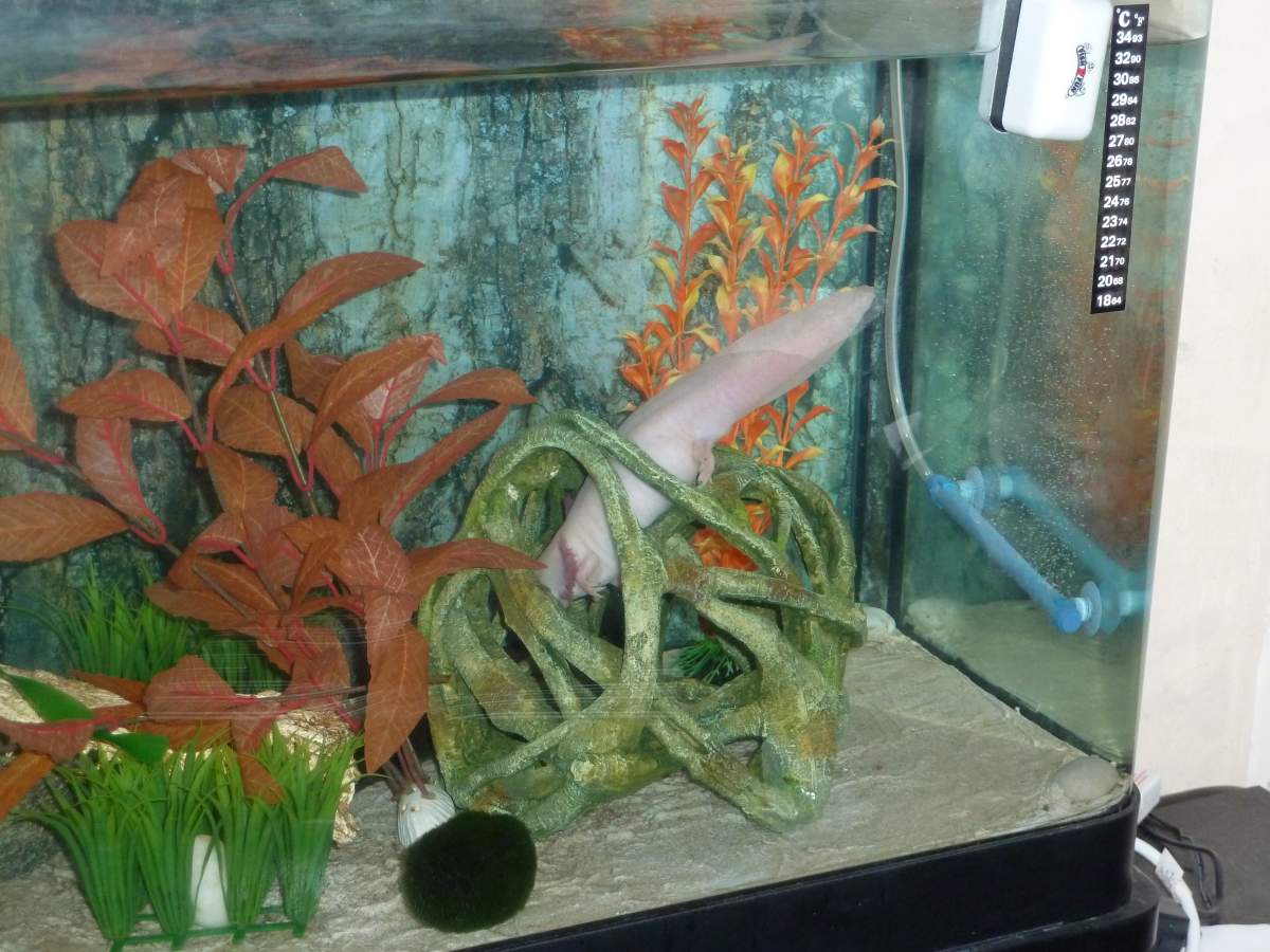 What's everyones favorite substrate? | Caudata.org: Newts and ...