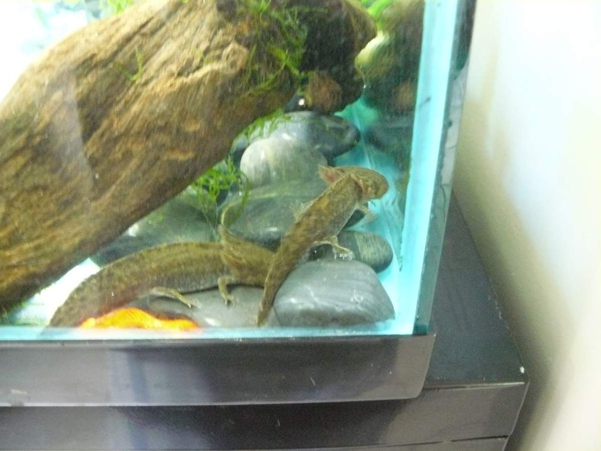 My new "Ambystoma Andersoni" | Caudata.org: Newts and Salamanders Portal