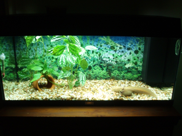 Please compliment or critisize my tank set-up | Caudata.org: Newts and ...