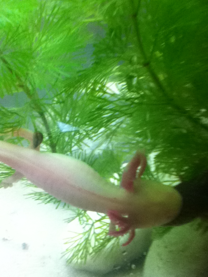 Illness/Sickness: - Sick axolotl? Floating, Not eating & Left side ...