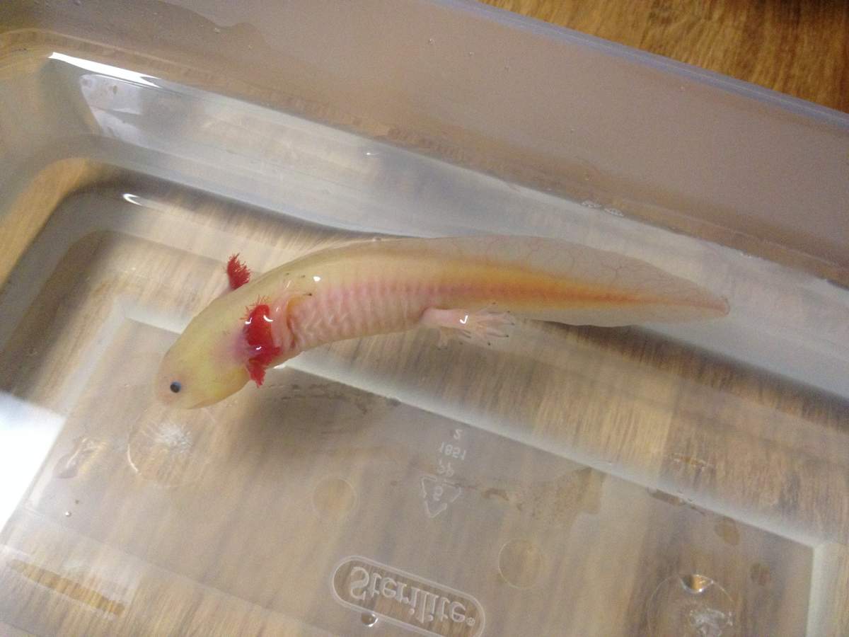 Illness/Sickness: - Floating on Side, Ammonia Burns, and Possible ...