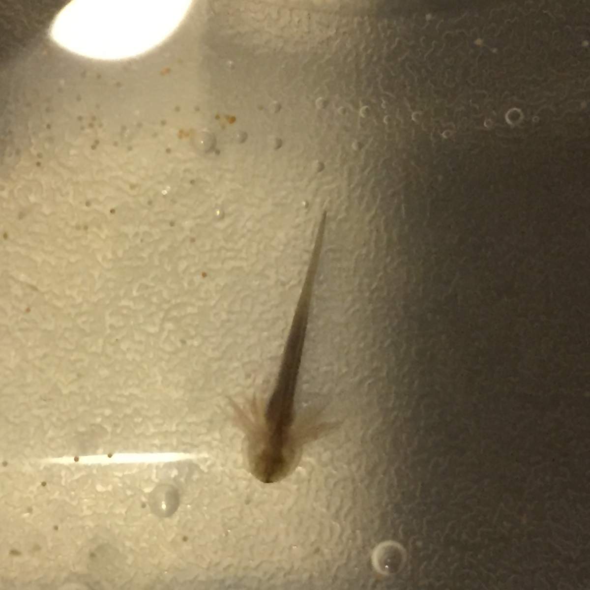 What color is this larva? | Caudata.org: Newts and Salamanders Portal