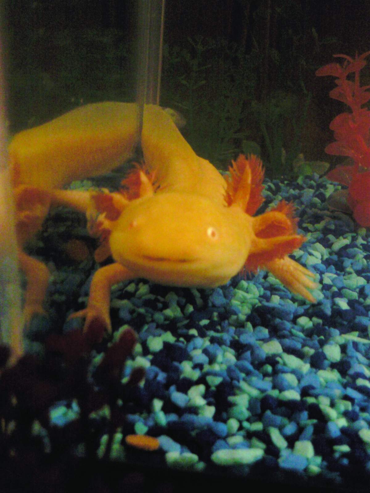 Photo: - My axolotl Socks | Caudata.org: Newts and Salamanders Portal