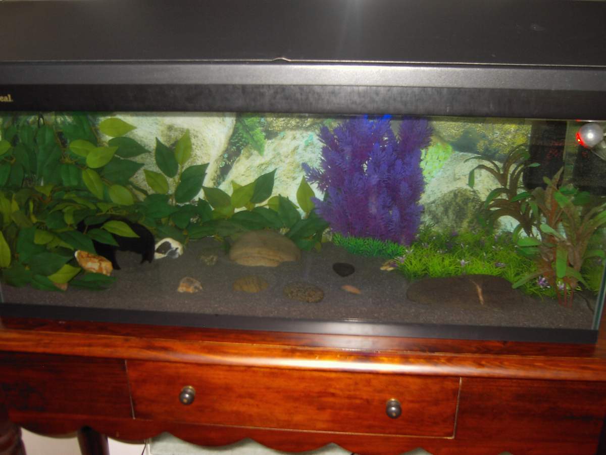 New tank set up | Caudata.org: Newts and Salamanders Portal
