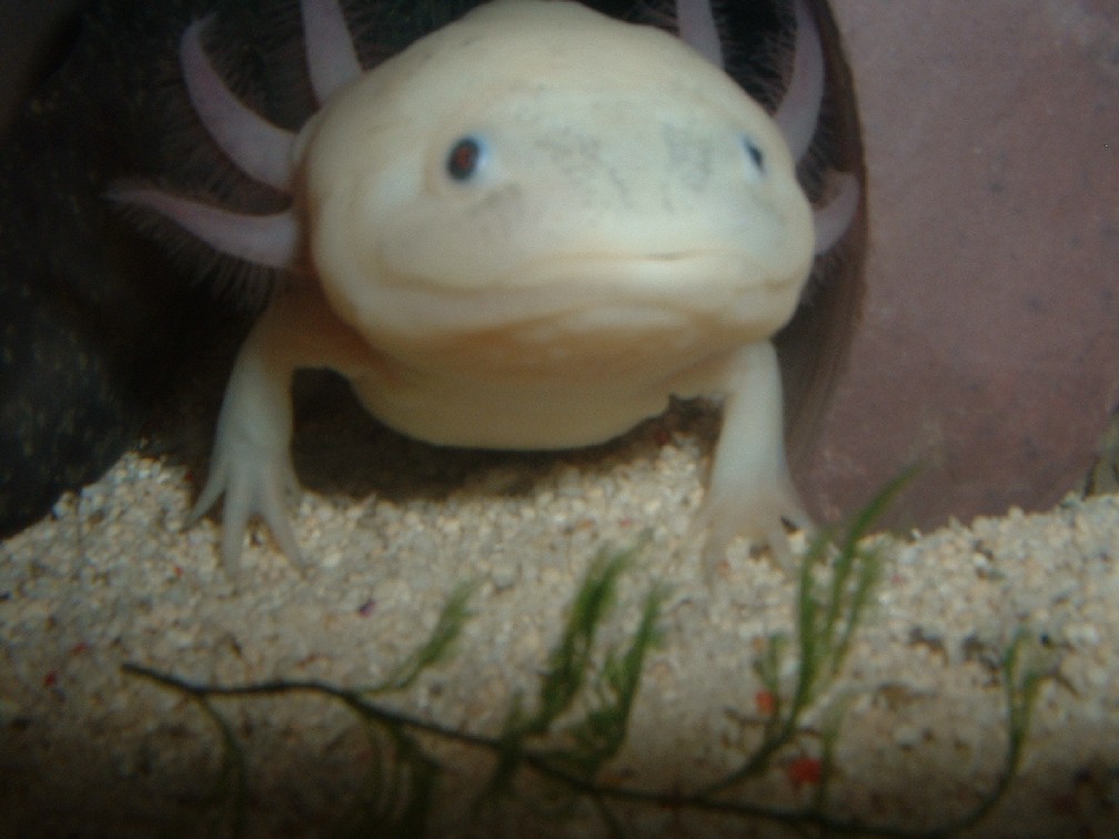 How to get the best axie photos | Caudata.org: Newts and Salamanders Portal