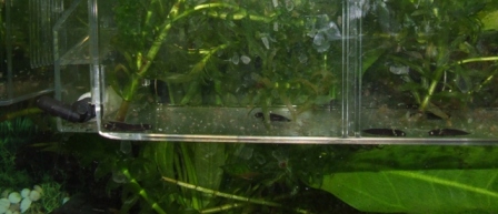 Containers for raising larvae | Caudata.org: Newts and Salamanders Portal