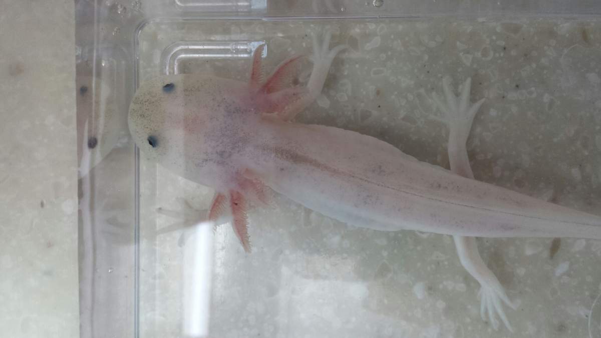 Axolotls losing their gills | Caudata.org: Newts and Salamanders Portal