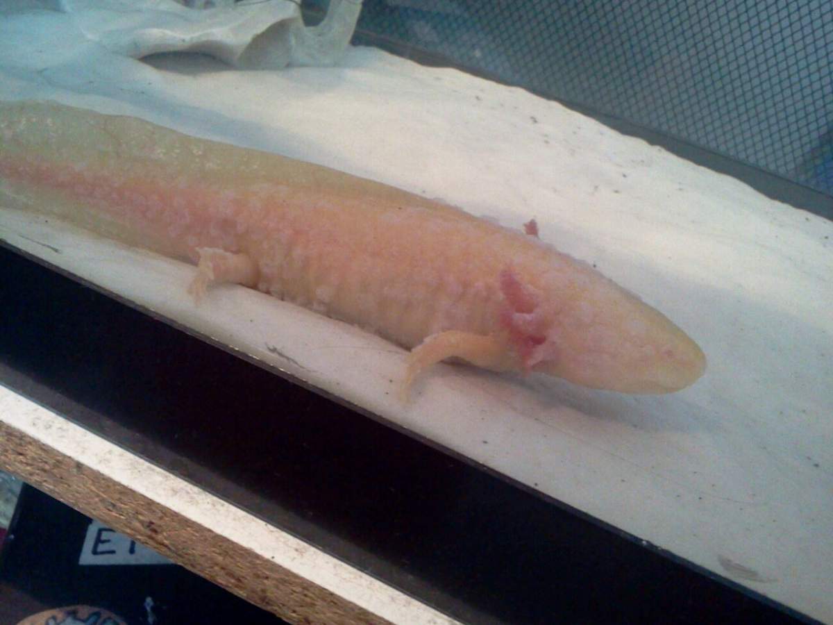 Fungus problem? Damaged slime coat? | Caudata.org: Newts and ...