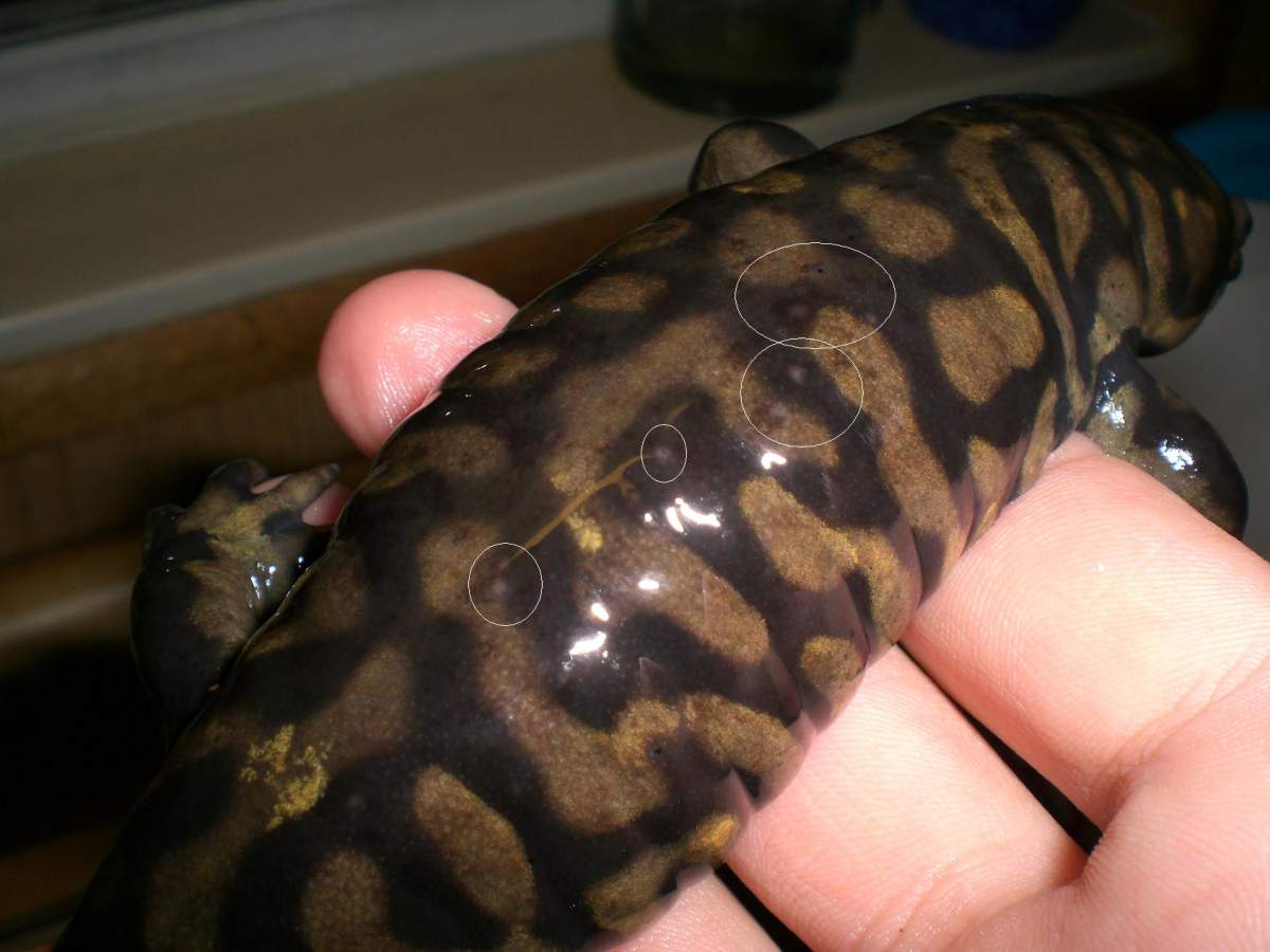 White bumps on tiger salamander | Caudata.org: Newts and Salamanders Portal