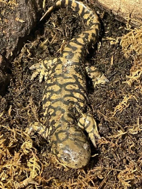 Socrates after a week long nap | Caudata.org: Newts and Salamanders Portal