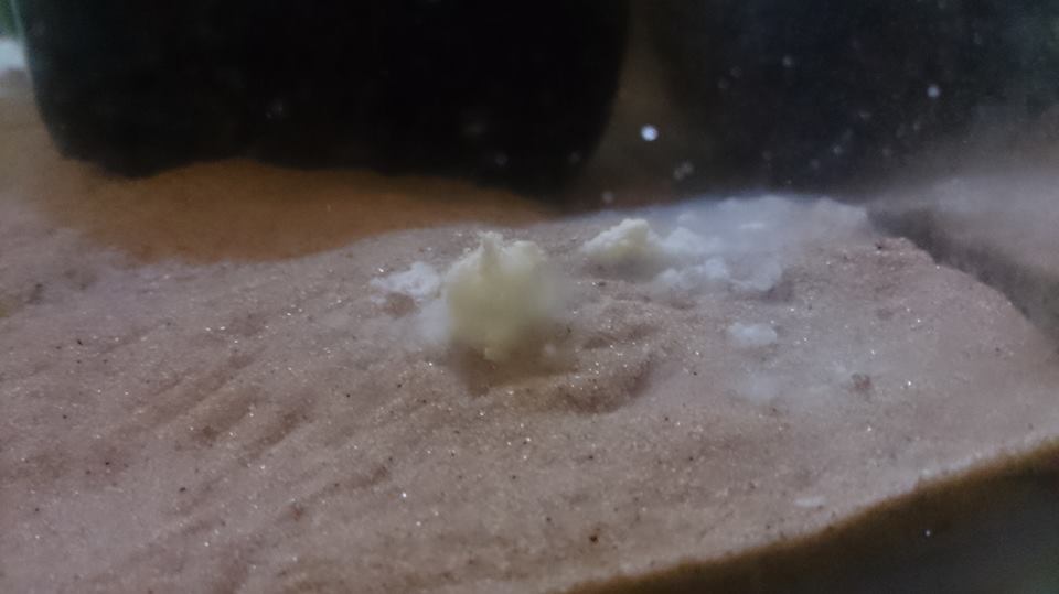 Illness/Sickness: - Passing cloudy white mucus | Caudata.org: Newts and ...