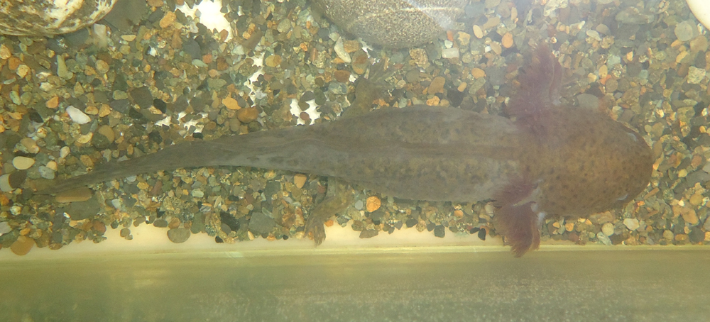 Is this fungus or something going on with slime coat? | Caudata.org ...