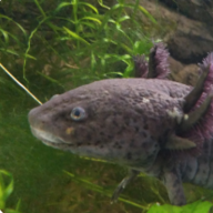 Question: - Axolotl mythology, legends & folklore? | Caudata.org: Newts ...