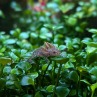 Alpine Newt breeding and juvenile care? | Caudata.org: Newts and ...