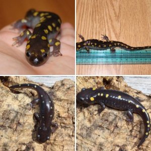 Yellow Spotted Salamanders | Caudata.org: Newts and Salamanders Portal