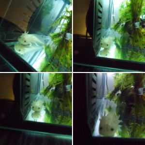 Axi My Axolotl as a baby | Caudata.org: Newts and Salamanders Portal