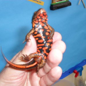 Big fat belly | Caudata.org: Newts and Salamanders Portal