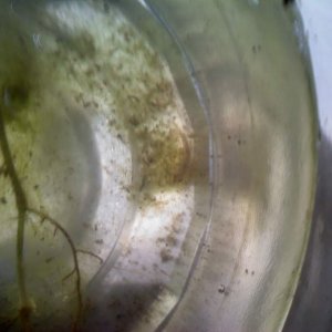 A transparent larva | Caudata.org: Newts and Salamanders Portal