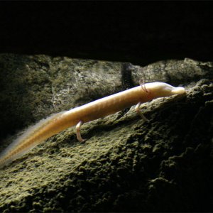 texas blind salamander21 | Caudata.org: Newts and Salamanders Portal