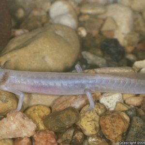 texas blind salamander 1 | Caudata.org: Newts and Salamanders Portal