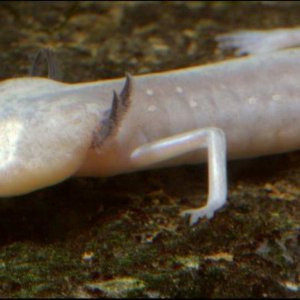 texas blind salamander 1 | Caudata.org: Newts and Salamanders Portal