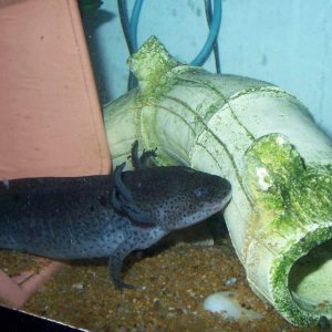 Ugly 1 | Caudata.org: Newts and Salamanders Portal