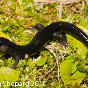 Plethodon variolatus, SC. | Caudata.org: Newts and Salamanders Portal