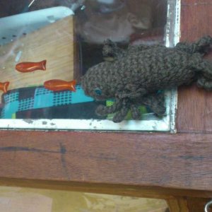 axolotl hunting fishes | Caudata.org: Newts and Salamanders Portal