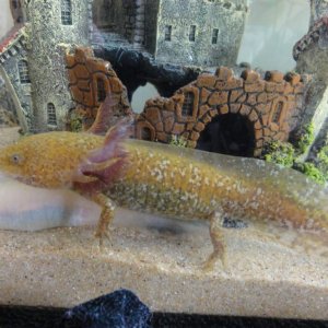 gizmo's full body pic | Caudata.org: Newts and Salamanders Portal