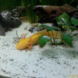AXOLOTL GOLD | Caudata.org: Newts and Salamanders Portal