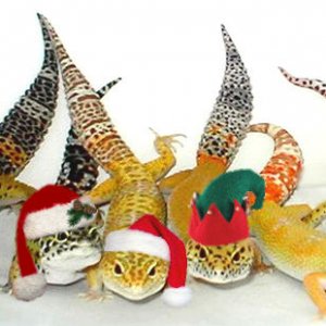 Christmas geckos | Caudata.org: Newts and Salamanders Portal