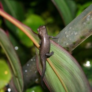 Chubby feet. :) | Caudata.org: Newts and Salamanders Portal