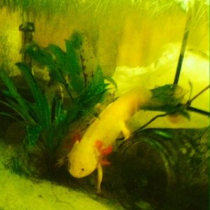 mom | Caudata.org: Newts and Salamanders Portal